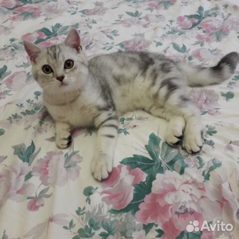 Мраморный котик-мурлыка