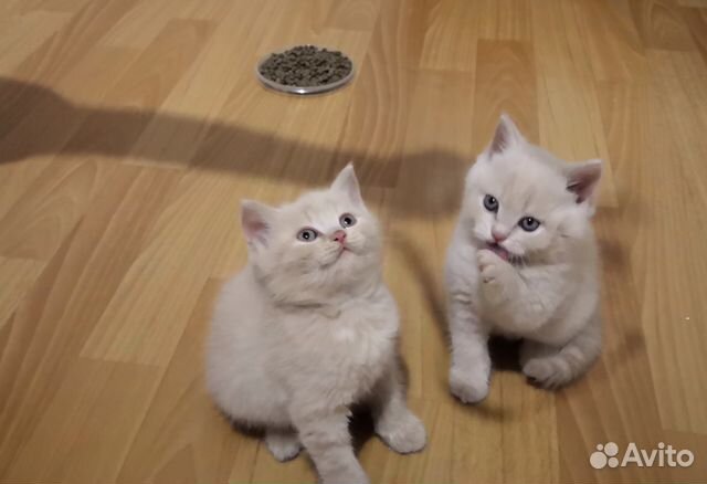 Британские котята