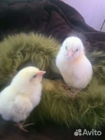 Бройлеры суточные и подрощенные