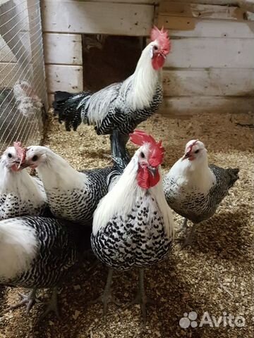 Инкубационное яйцо барневельдер, ухейилюй, брекель