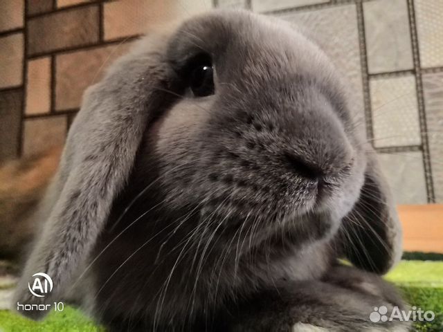Кролик вислоухий самец