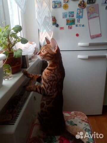 Бенгальская кошка