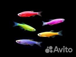Отдам рыбок даром