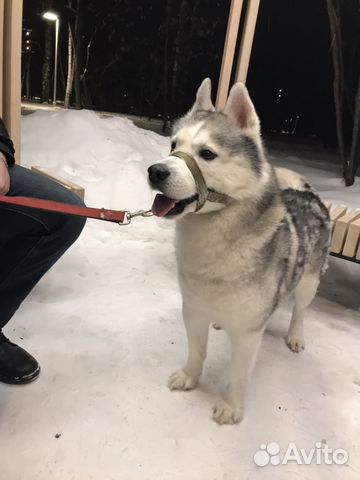 Вязка кобель сбирский хаски (ищем невесту)