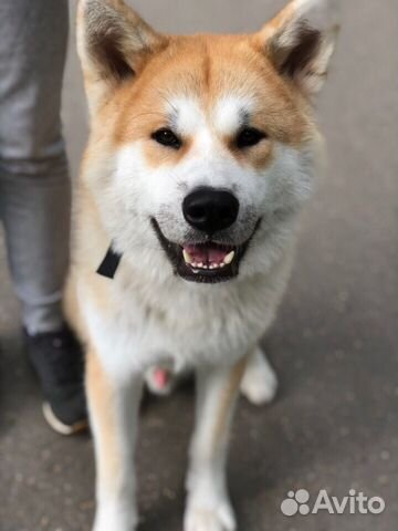 Кобель для вязки Акита Ину