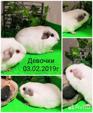 Морские свинки девочки