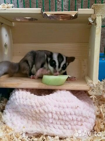 Сахарный поссум