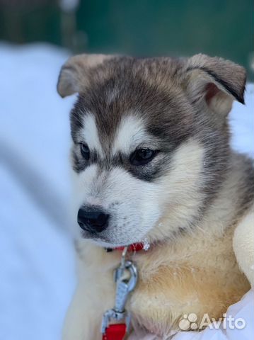 Аляскинский маламут крупный кабель серый/волчий 2
