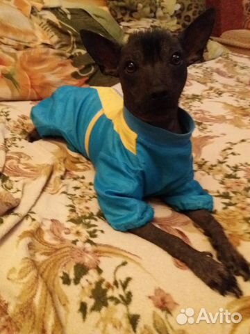 Мексиканская голая