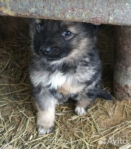 Щенок в добрые руки