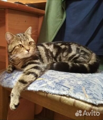 Амурчик в добрые руки