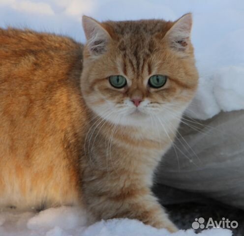 Молодой котик золотая шиншилла