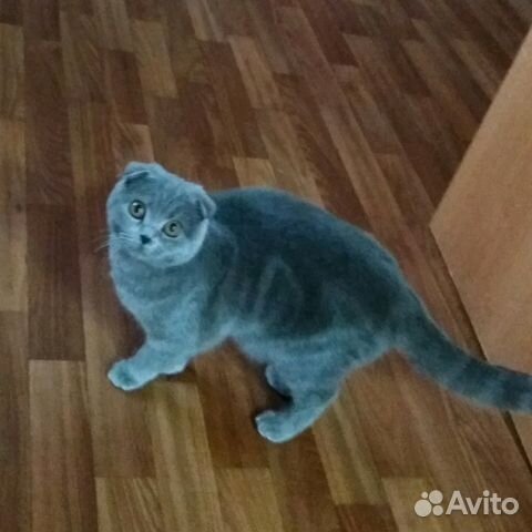 Шотландская вислоухая невеста ждет жениха
