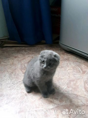Шотландец с документами