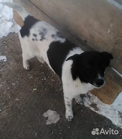 Щенки
