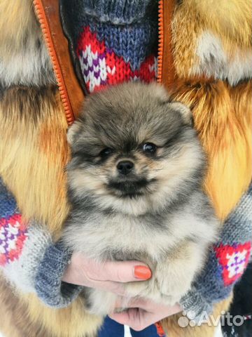 Мини медвежата