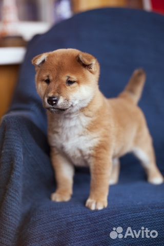 Щенок Сиба (шиба-ину)