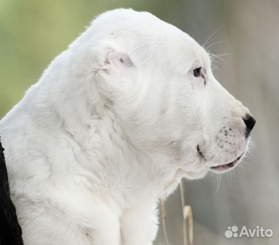 Алабаи из питомника