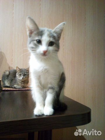 Отдам котят