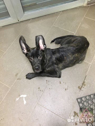 Славного Бакса в дар