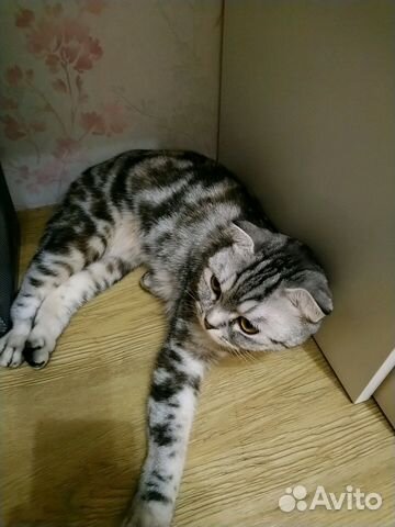Молодая кошка