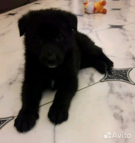 Щенок немецкой овчарки