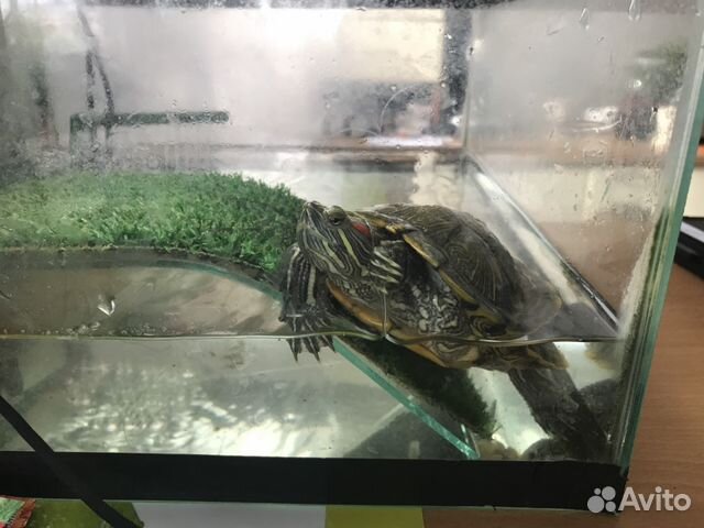 Черепаха красноухая