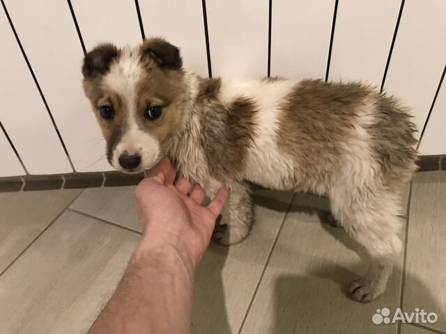 Собака отдам в хорошие руки