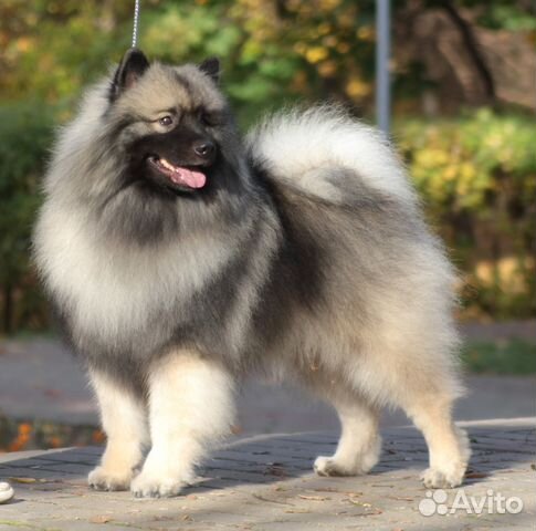Милые щенки кеесхонд/вольфшпиц