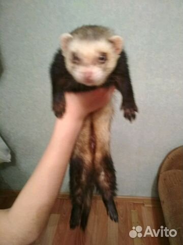 Хорек вязка