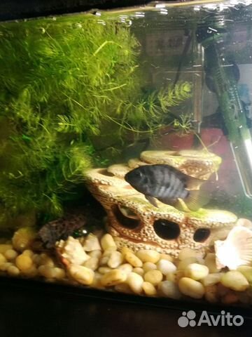 Аквариум обмен на -рыбку других пород или водоросл