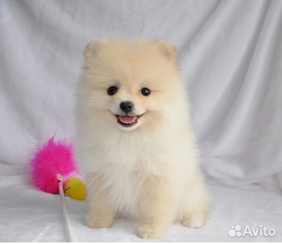 Шпицуля красавица