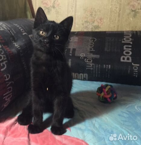 Котёнок мальчик 2 месяца