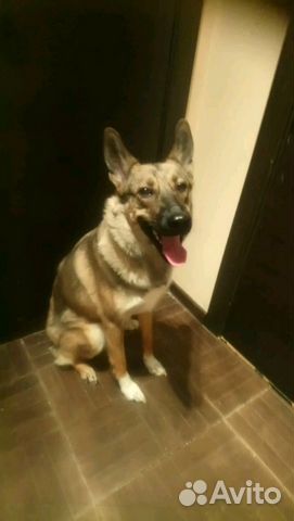 Щенок подрощенный,сука, один год,отец немец,с прив