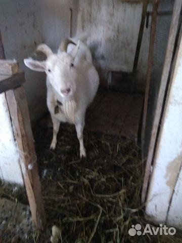 Продам взрослую козу