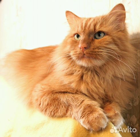 Кот Наполеон