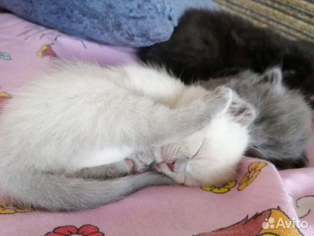 Котята Шотландцы (Scottish Fold)
