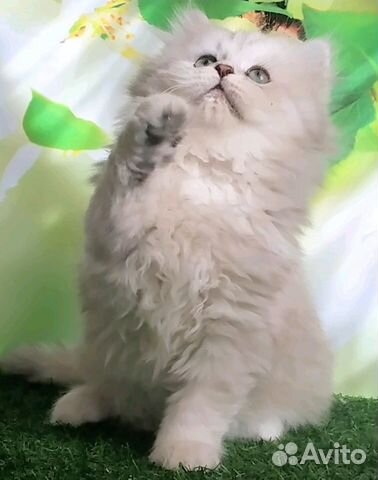 Котик длинношерстный BLH