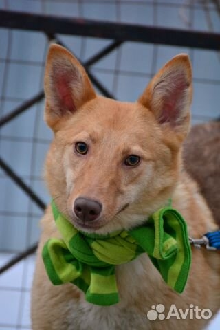 Молодая собачка рыжулька