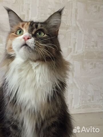 Мейн-кун кошечка