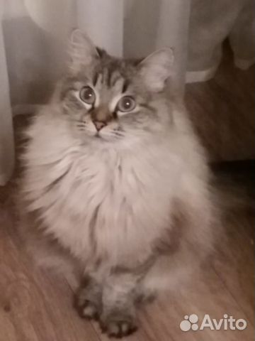 Красавица Милаша в поисках семьи