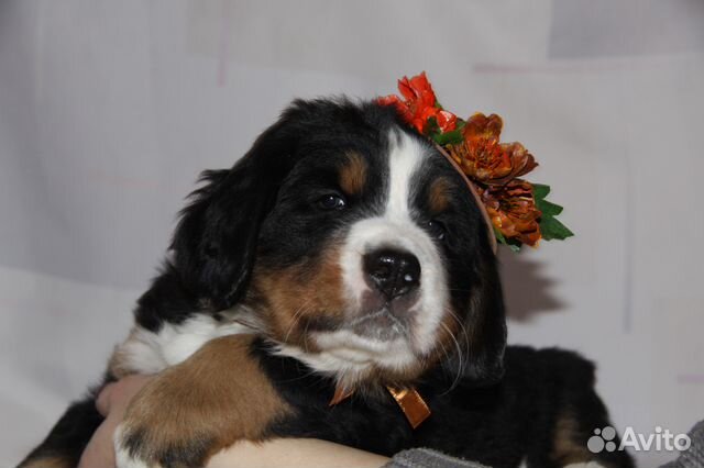 Щенки зенненхунда