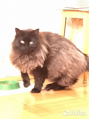 Кот сибирский