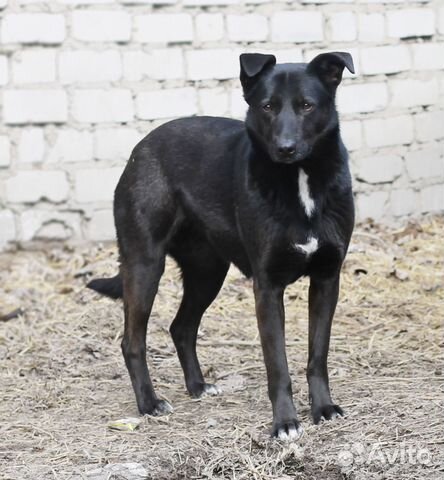 Собака с большим добрым сердцем- Чернушка