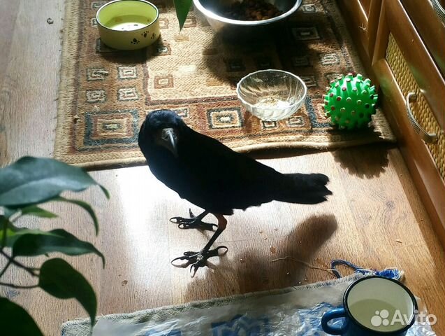 Грач в добрые руки