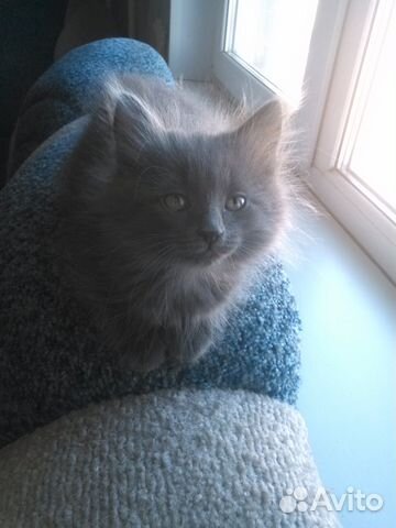 Отдадим котёнка в дар