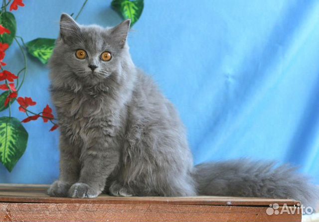 Голубая длинношерстная девочка.Отличное качество
