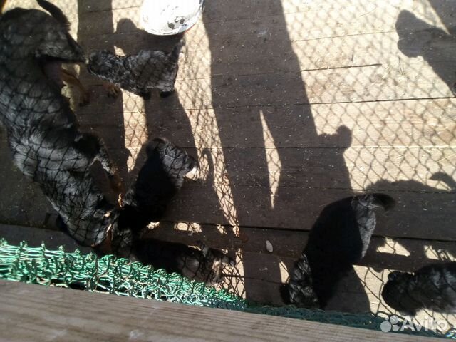 Отдам щенков ротвейлера