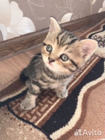 Шотландские котята