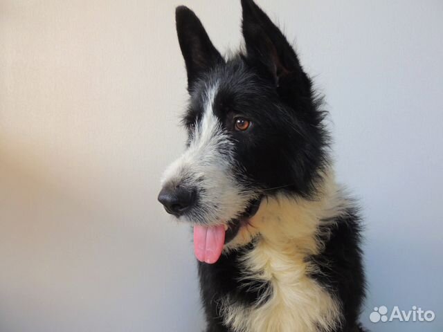 Пёс Леопольд ищет дом